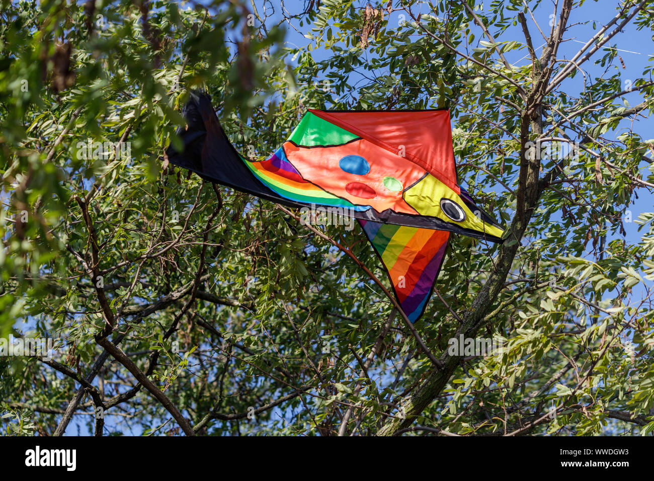 Brightly colored kite trapped in a tree crown. Color kite accident ...