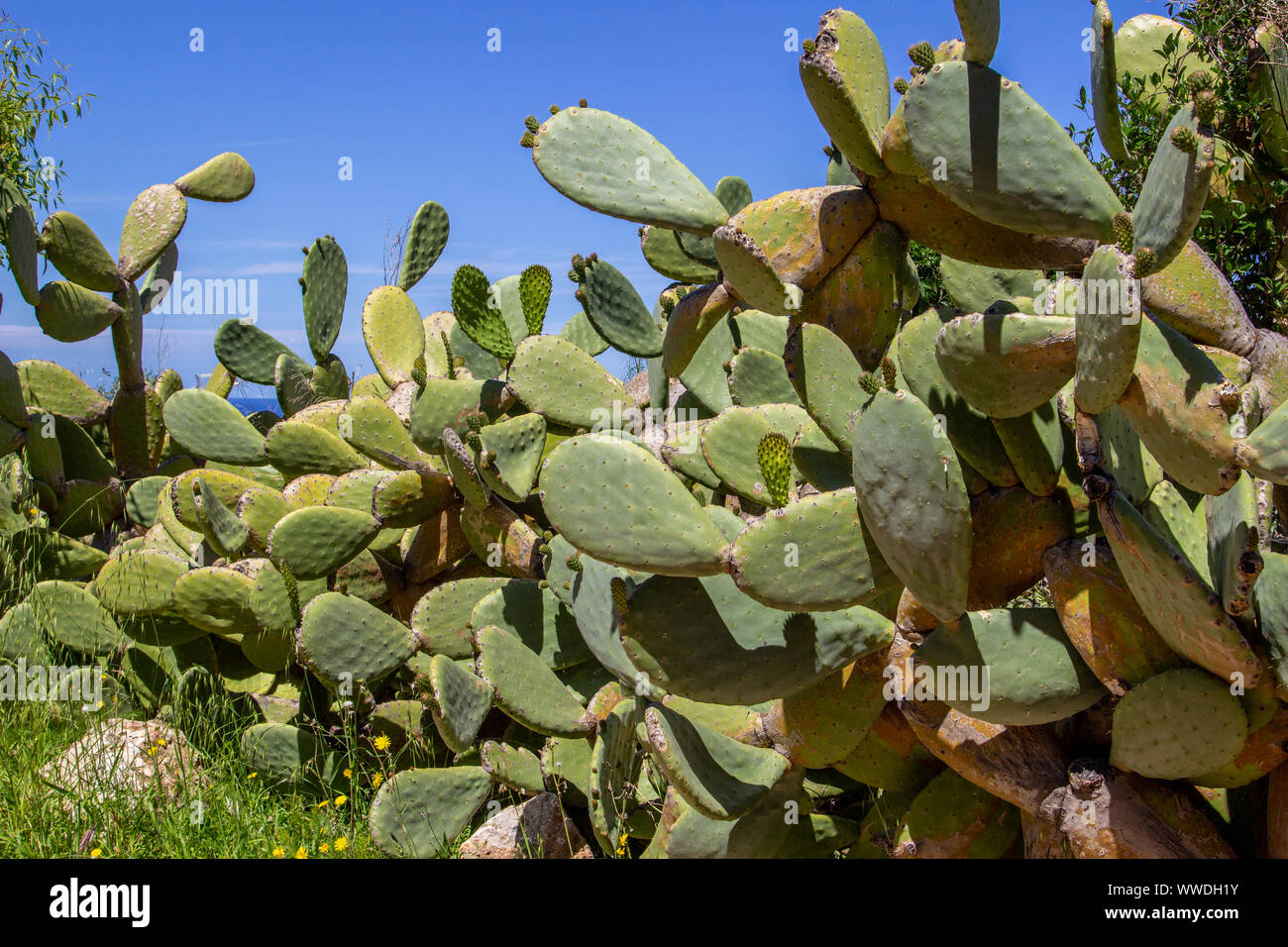 Vegetation with cactus and other plants in the north of Mallorca Stock ...