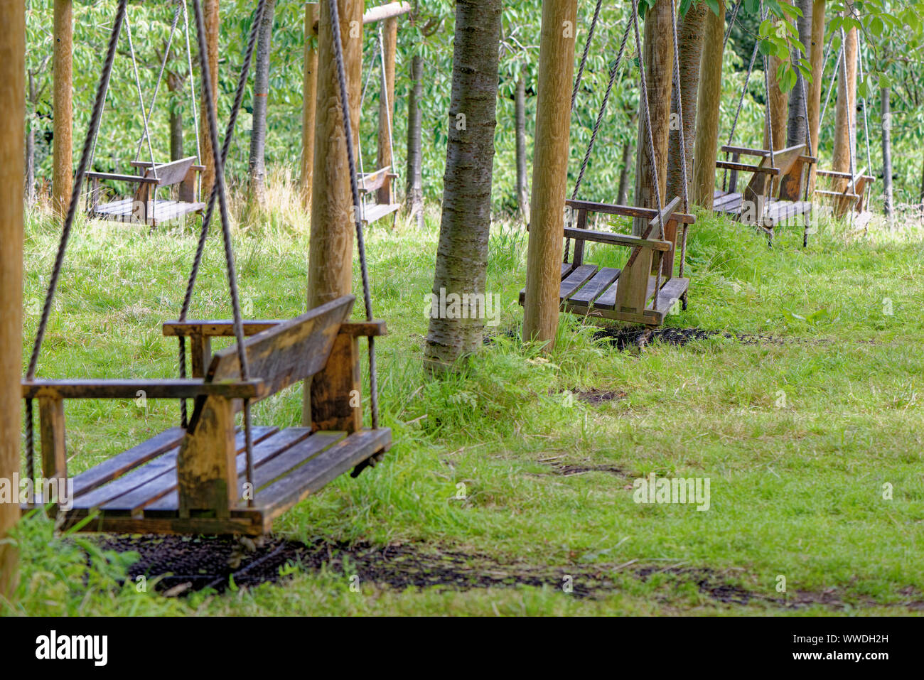 Empty garden tree swings in summer Stock Photo - Alamy