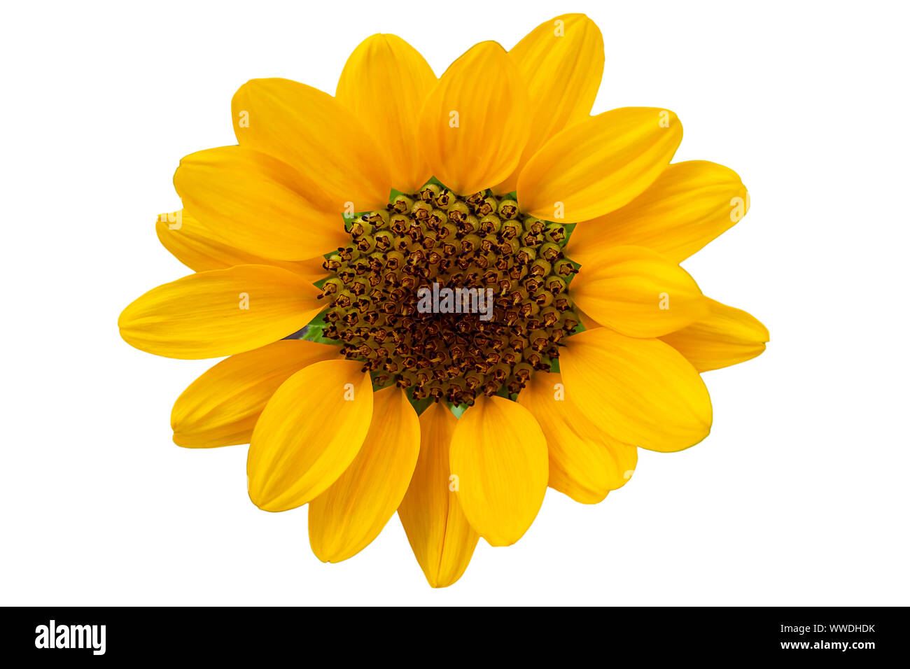 Perfect sunflower shots isolated on white background Stock Photo - Alamy