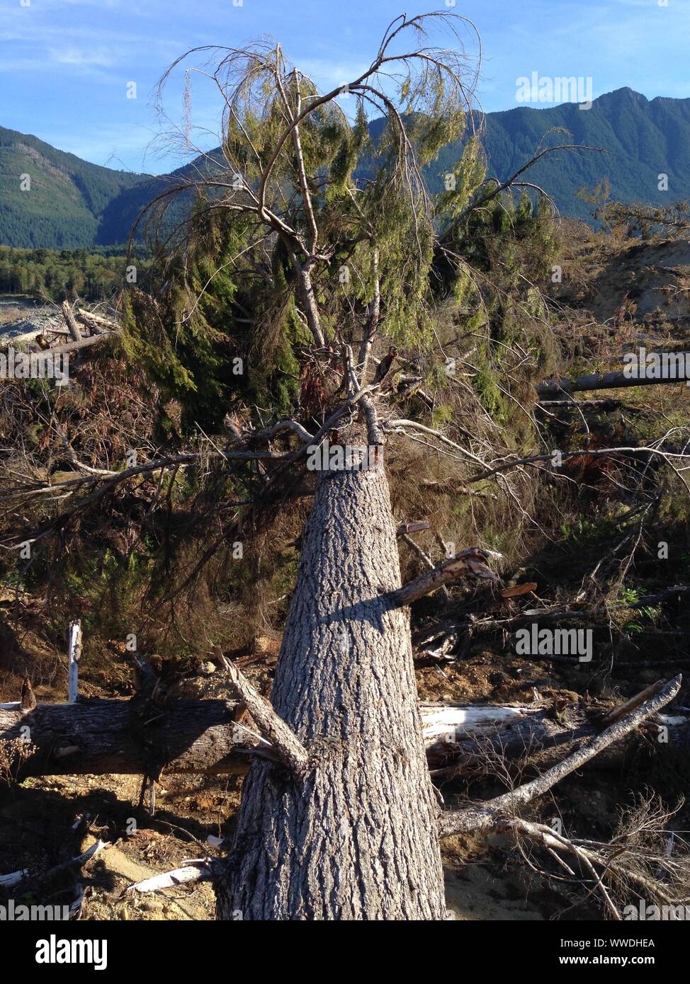 Mass wasting trees hi-res stock photography and images - Alamy