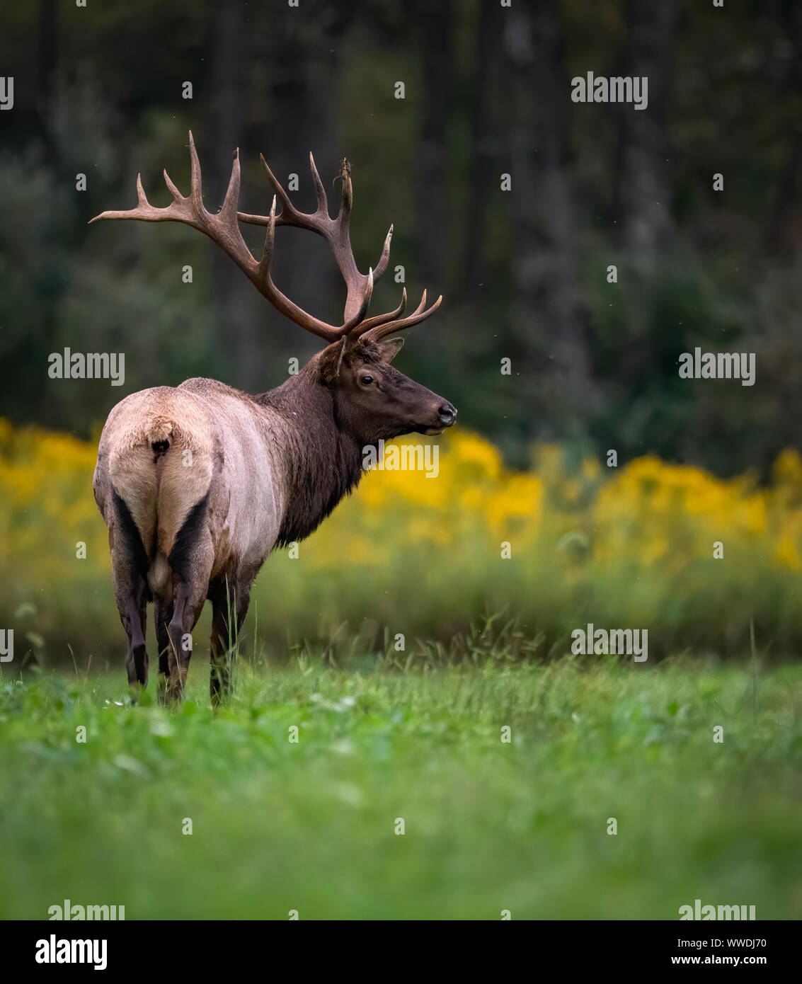 Bull elk Stock Photo - Alamy