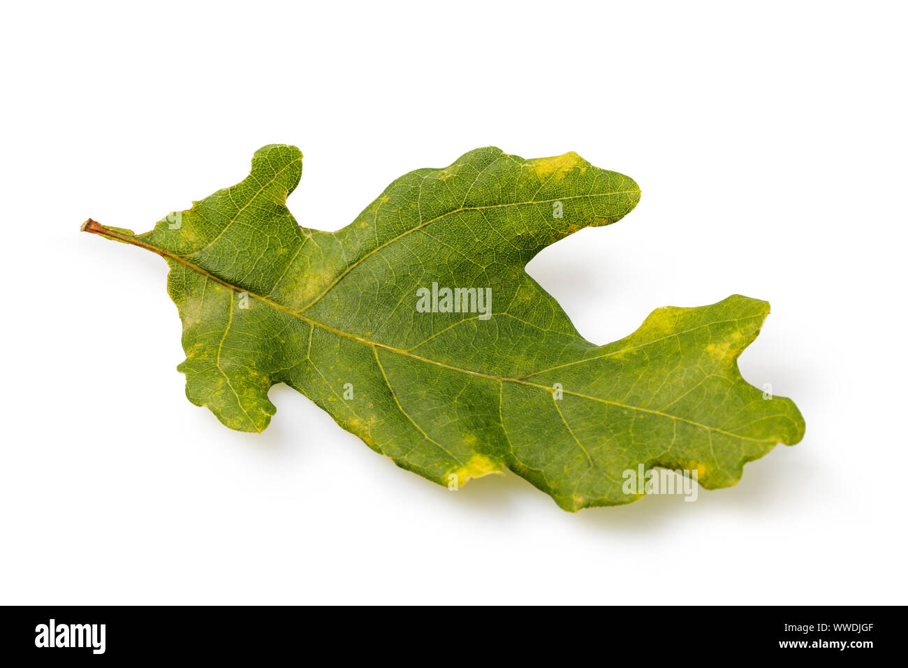 One dry fallen oak leaf hi-res stock photography and images - Alamy