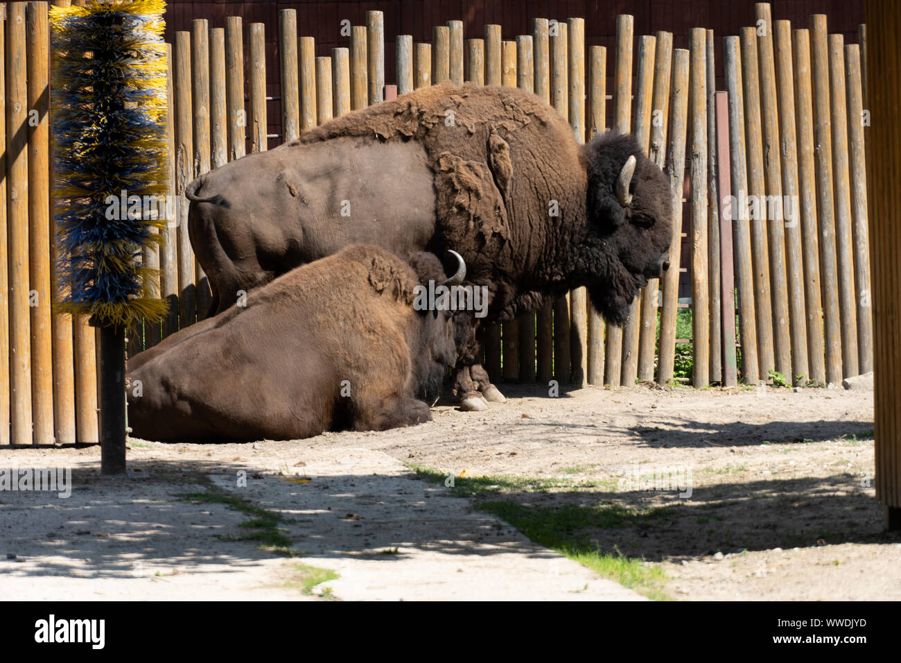large males of american bison in the zoo Stock Photo - Alamy