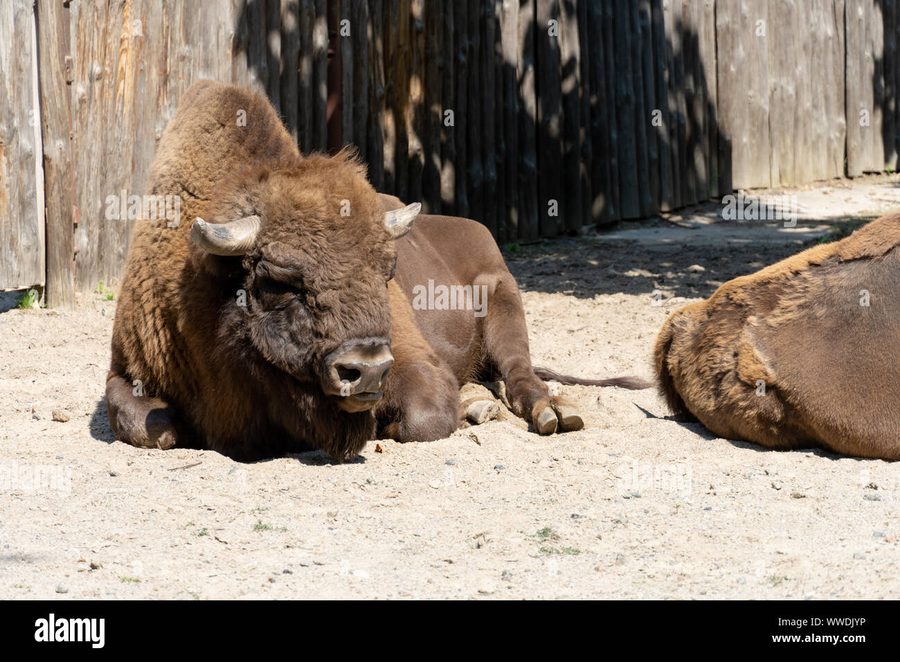 large males of american bison in the zoo Stock Photo - Alamy