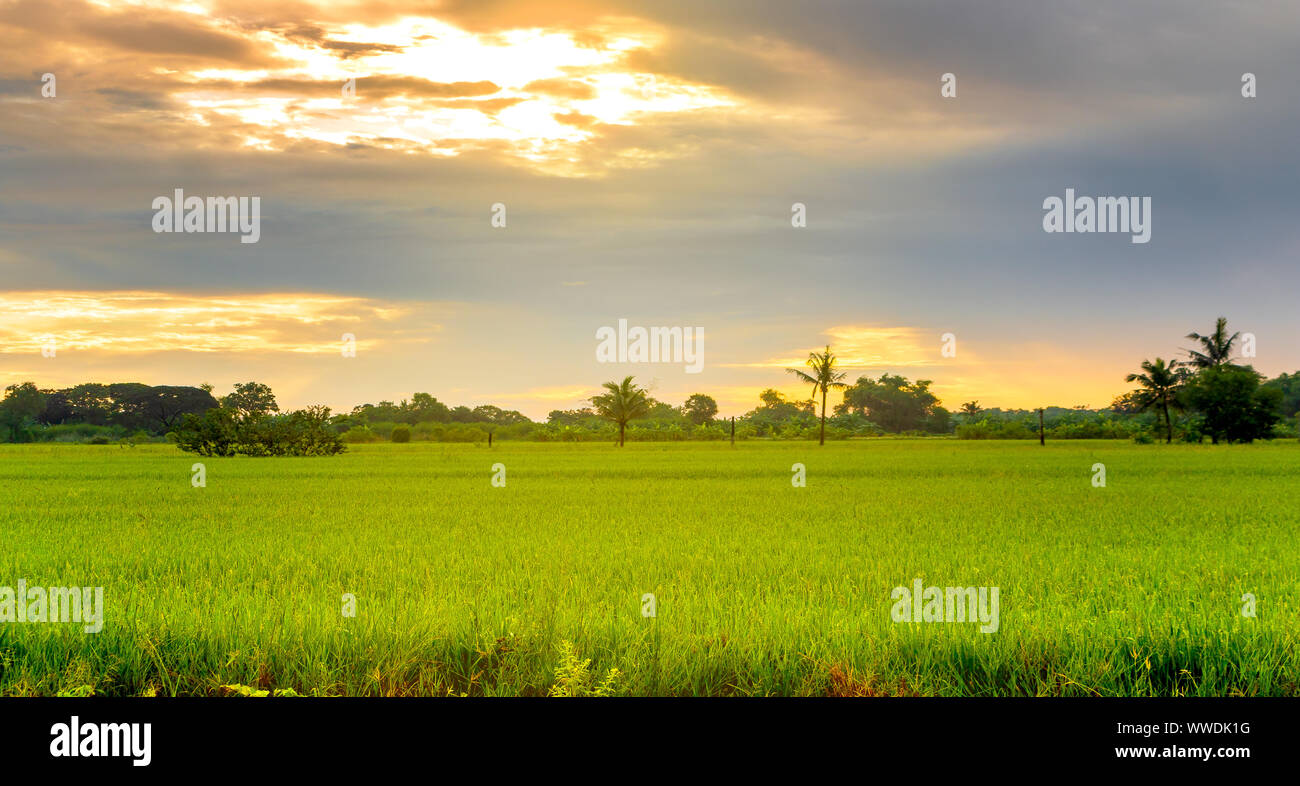 Thailand rain rice terrace hi-res stock photography and images - Alamy