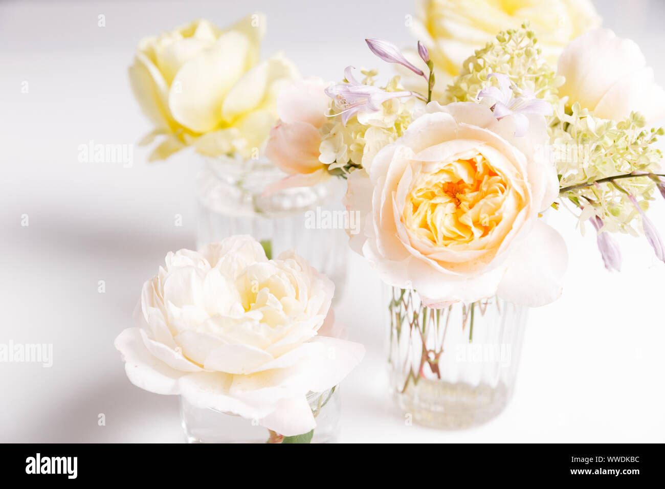 Romantic backgroundr, delicate white roses flowers close-up. Fragrant ...