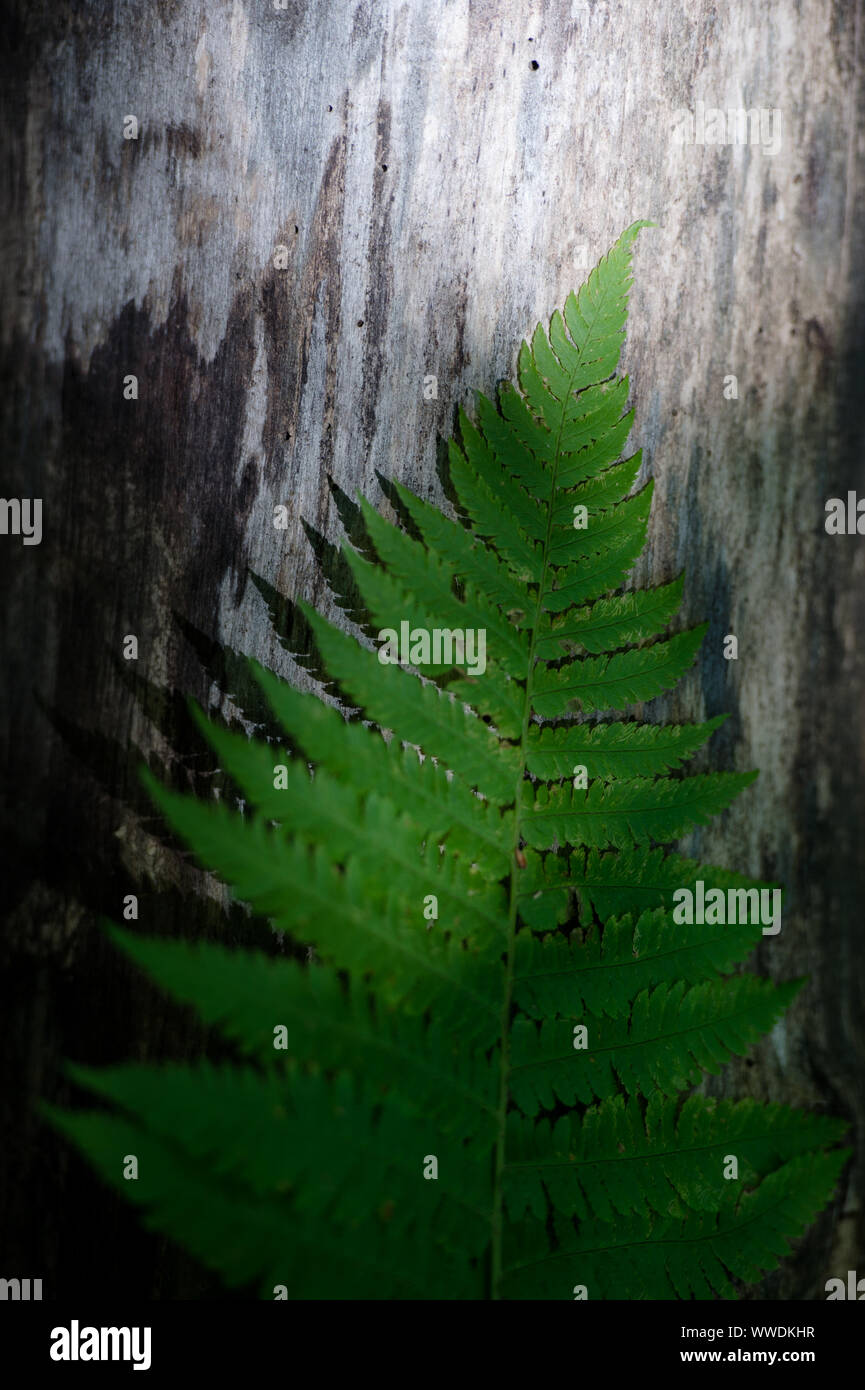 Air Fern Tree Branch High Resolution Stock Photography and Images - Alamy