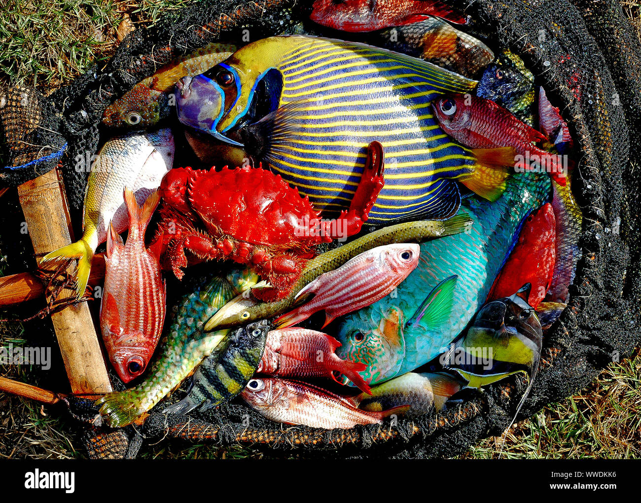 catch of the day Stock Photo - Alamy