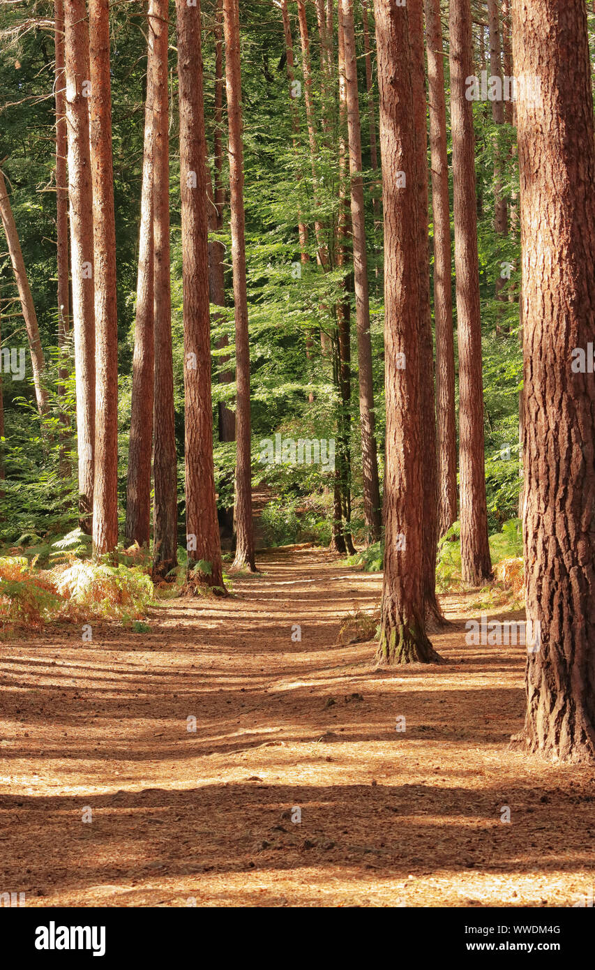 Track through an English Pine wood with dappled sunshine Stock Photo ...