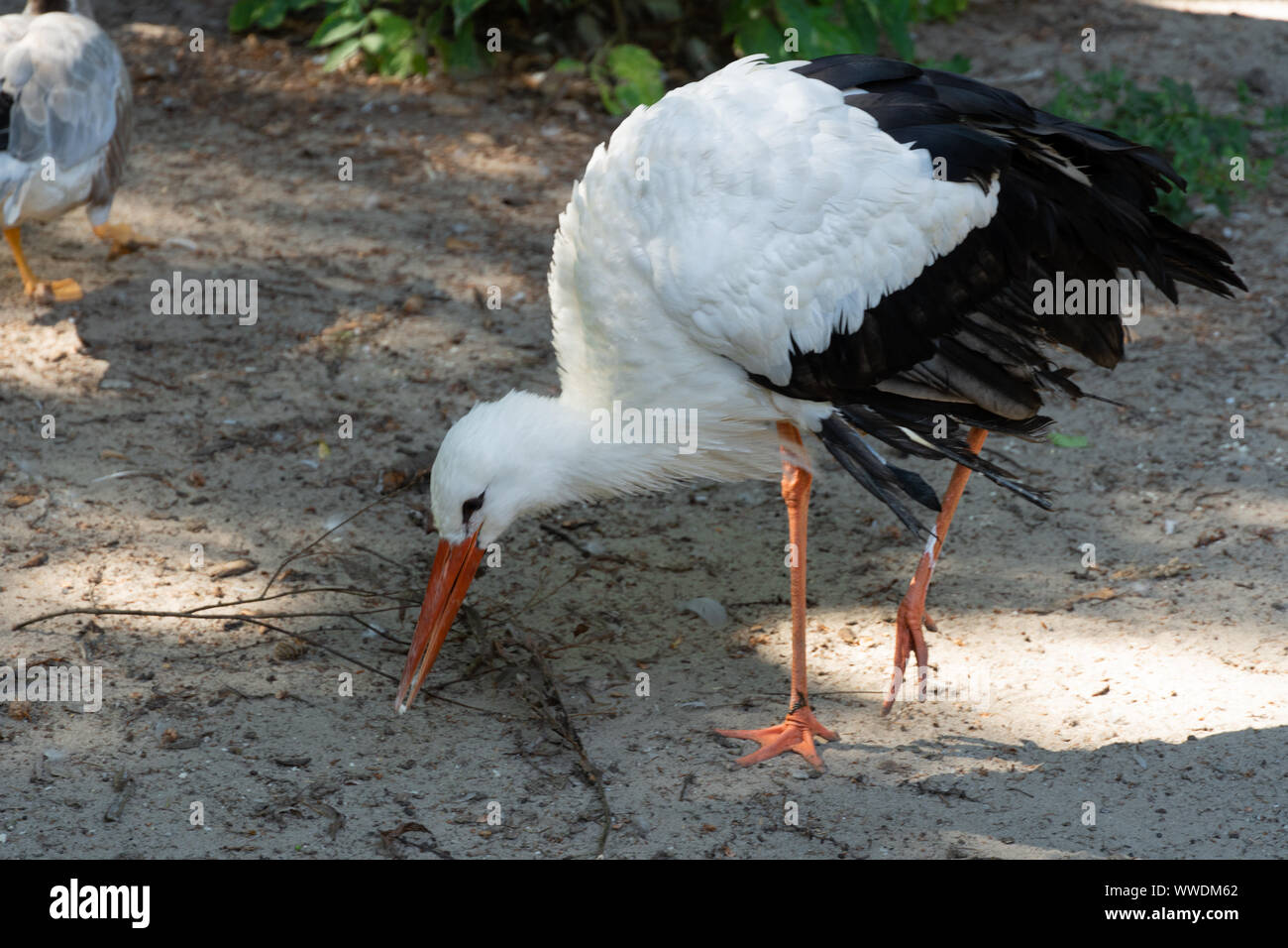 Stork in the meadow hi-res stock photography and images - Alamy