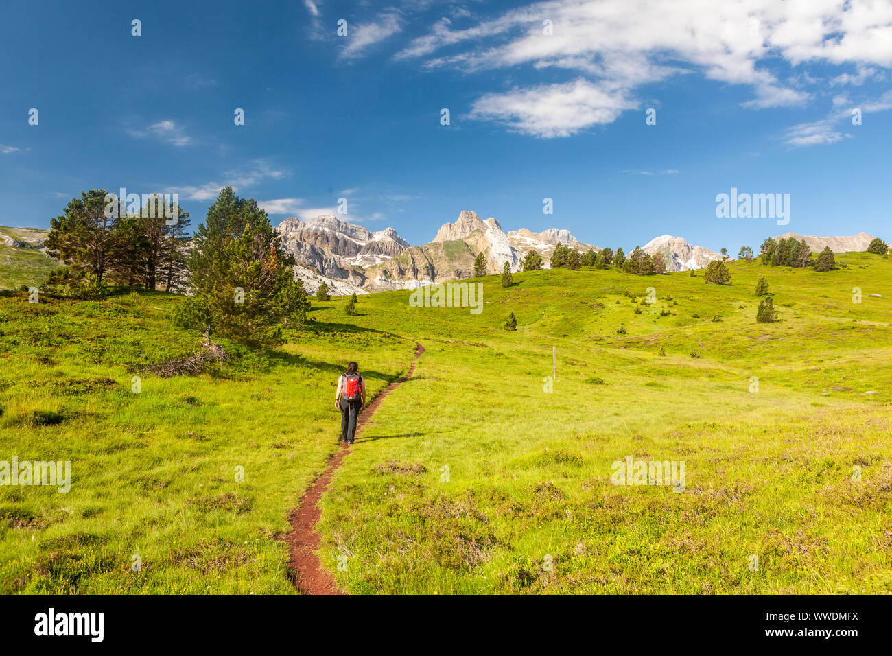 Candanchu tree hi-res stock photography and images - Alamy
