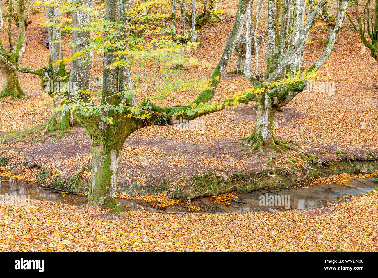 Beech trees forest of Otzarreta, Natural Park of Gorbeia, Vizcaya ...