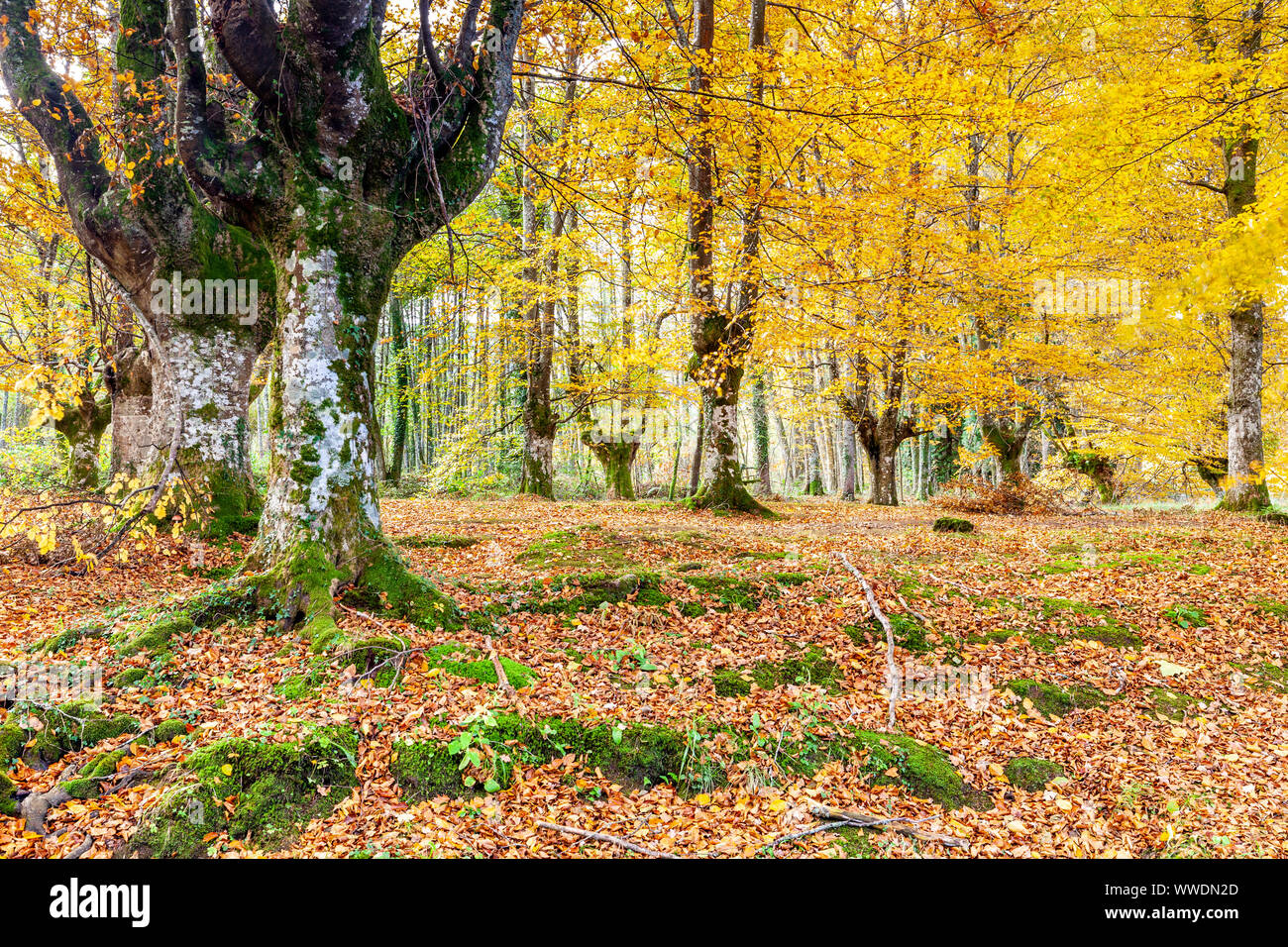 Beech tree grove hi-res stock photography and images - Alamy