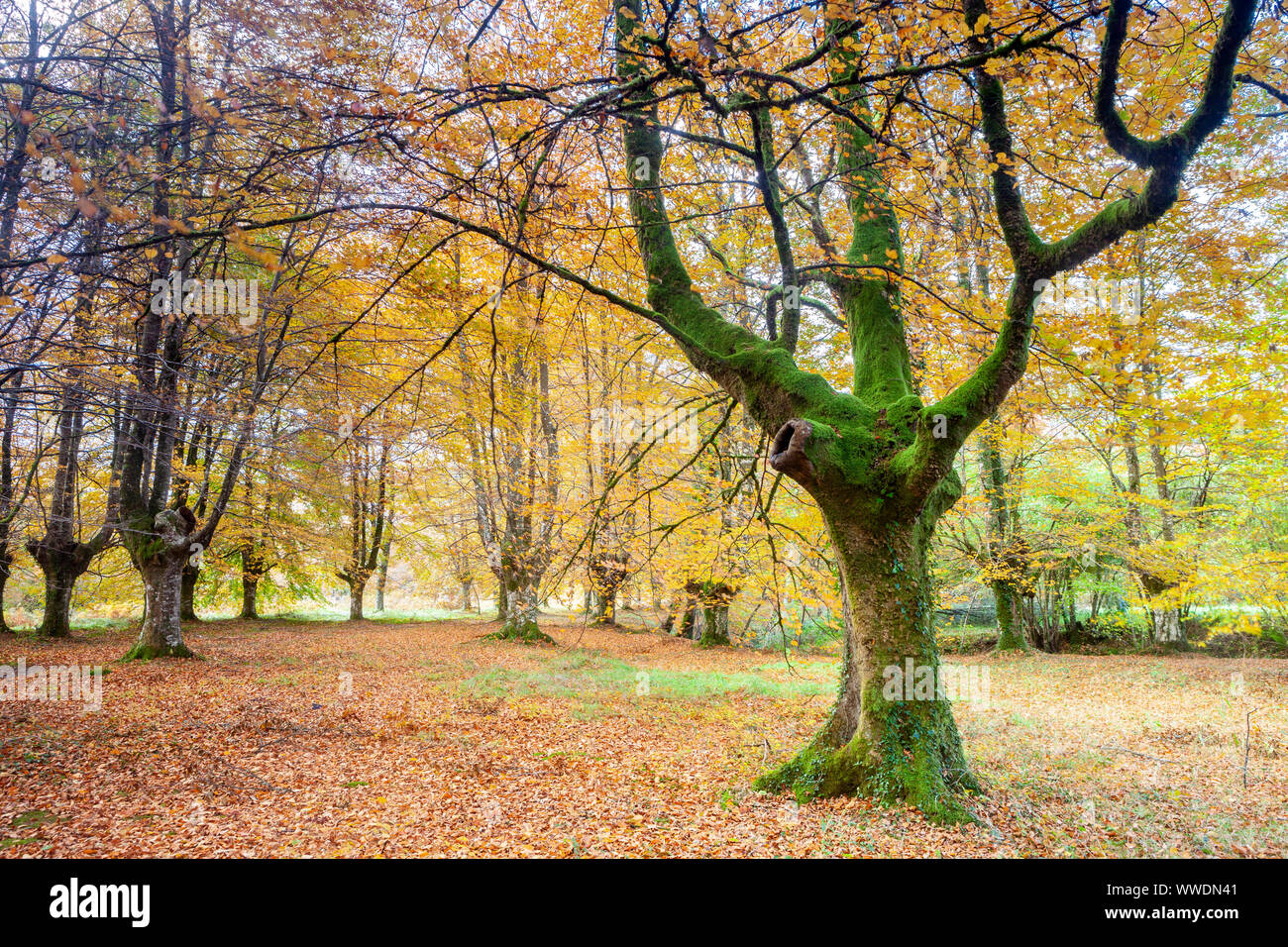 Beech tree grove hi-res stock photography and images - Alamy
