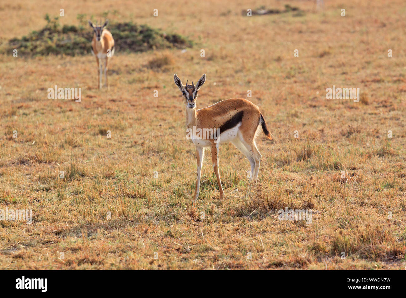 Curious impala hi-res stock photography and images - Alamy