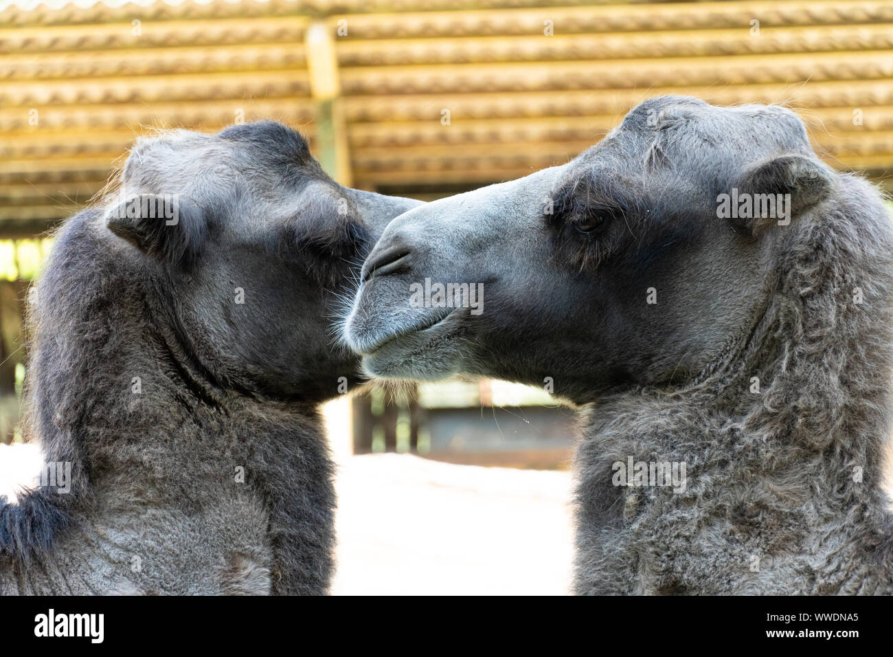 Big camels in ukraine zoo, wildlife Stock Photo - Alamy