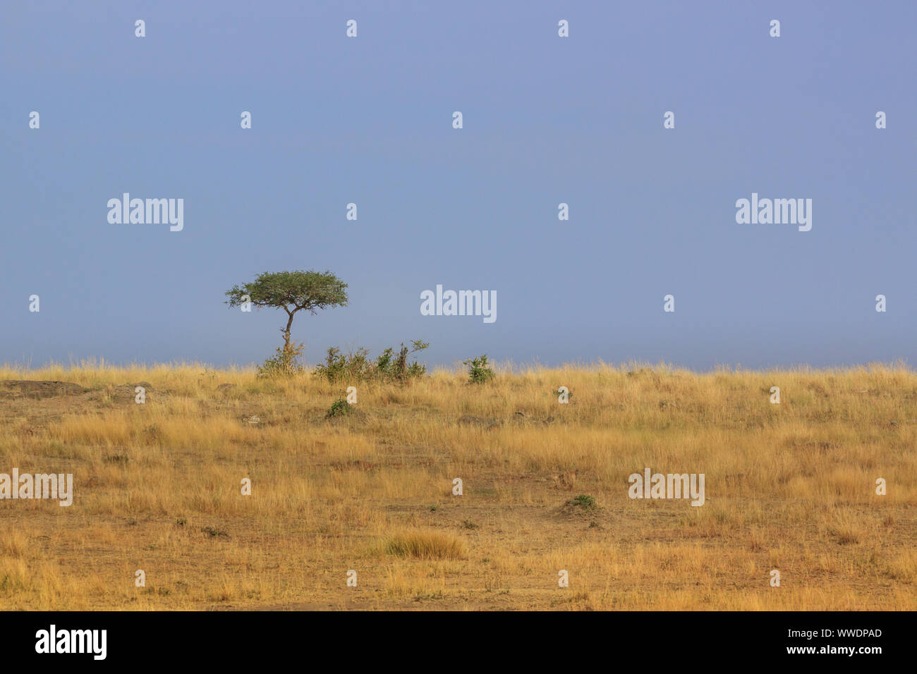 Single tree on the plains of the Masai Mara Stock Photo - Alamy