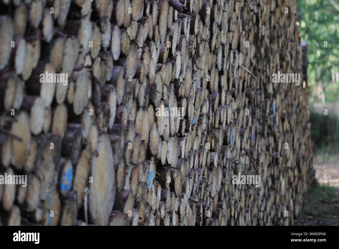 Timber in the steigerwald hi-res stock photography and images - Alamy