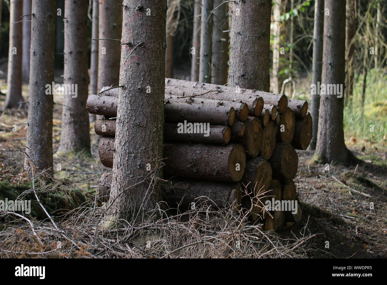 Mining coniferous timber, timber in the Steigerwald Stock Photo - Alamy