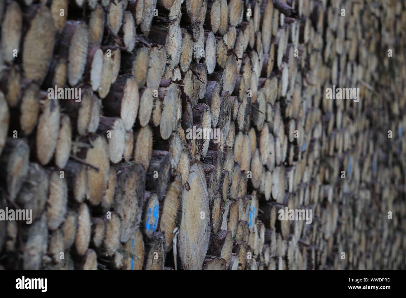 Mining coniferous timber, timber in the Steigerwald Stock Photo - Alamy