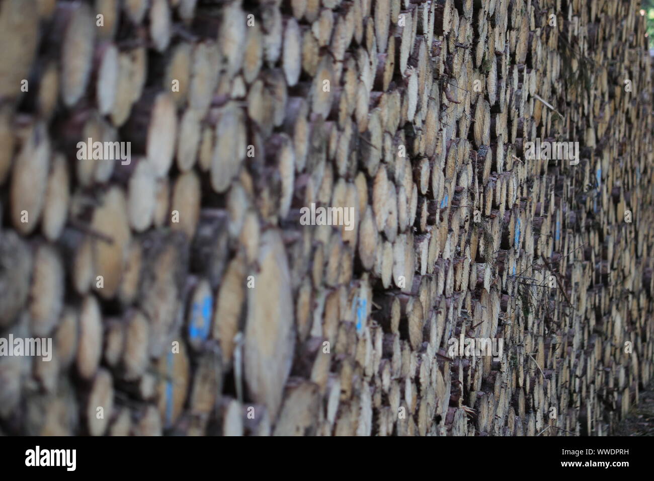Mining coniferous timber, timber in the Steigerwald Stock Photo - Alamy
