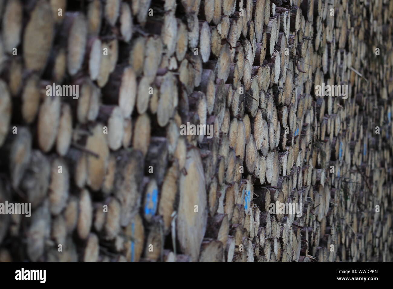 Mining coniferous timber, timber in the Steigerwald Stock Photo - Alamy