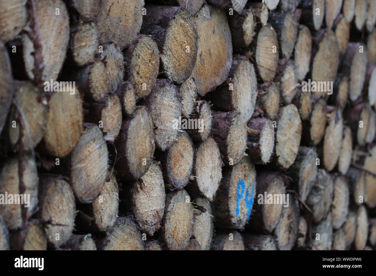 Mining coniferous timber, timber in the Steigerwald Stock Photo - Alamy