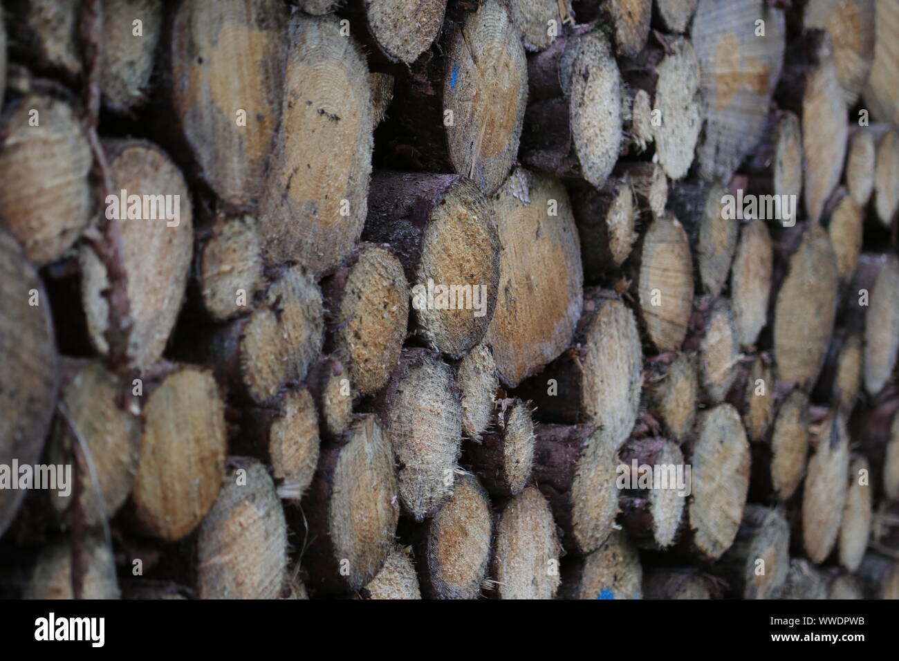 Mining coniferous timber, timber in the Steigerwald Stock Photo - Alamy
