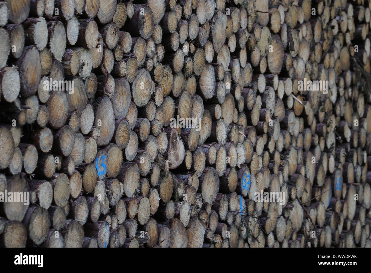 Mining coniferous timber, timber in the Steigerwald Stock Photo - Alamy