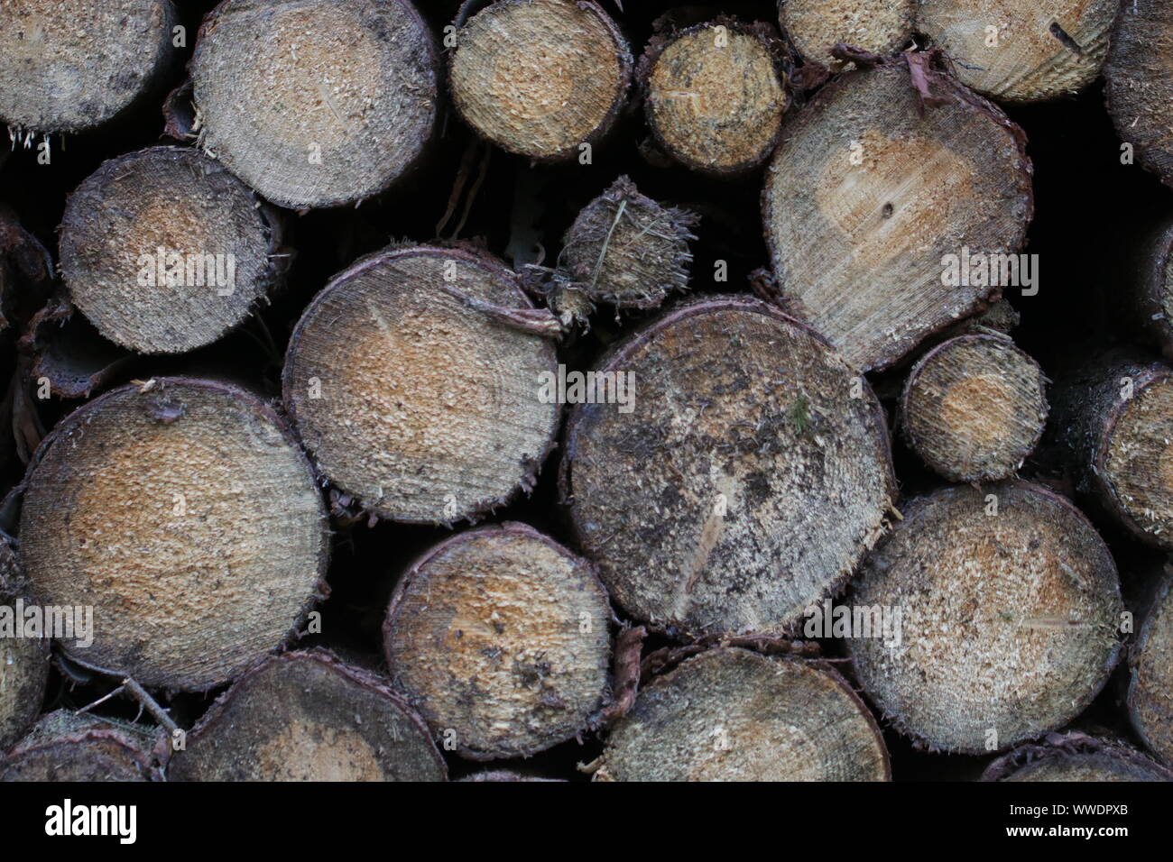 Mining coniferous timber, timber in the Steigerwald Stock Photo - Alamy