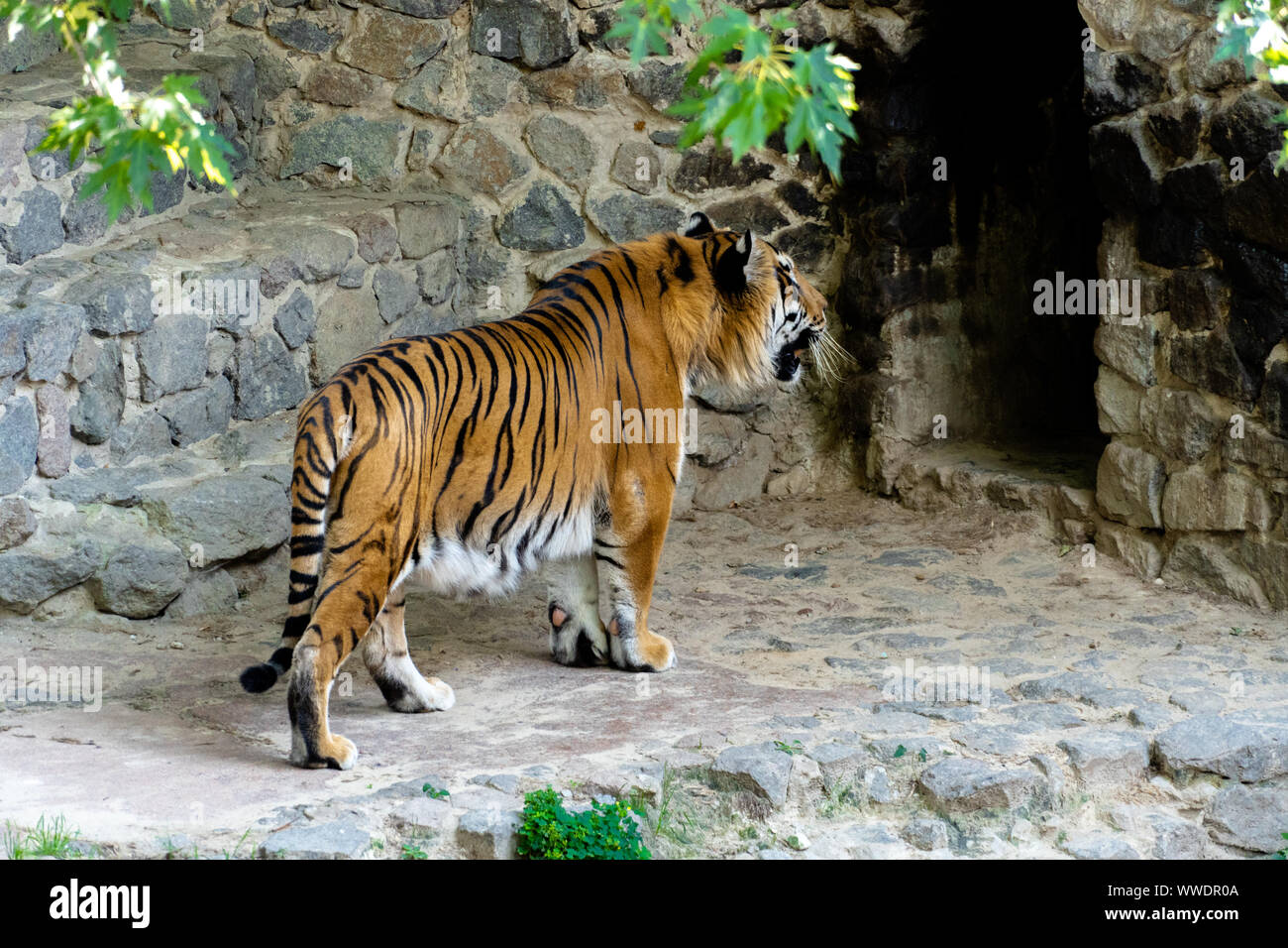 Panthera tigris altaica, also known as the Amur tiger Stock Photo - Alamy
