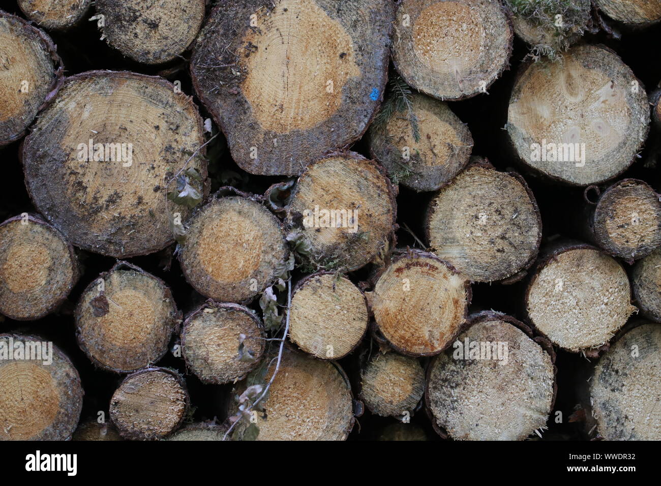 Mining coniferous timber, timber in the Steigerwald Stock Photo - Alamy