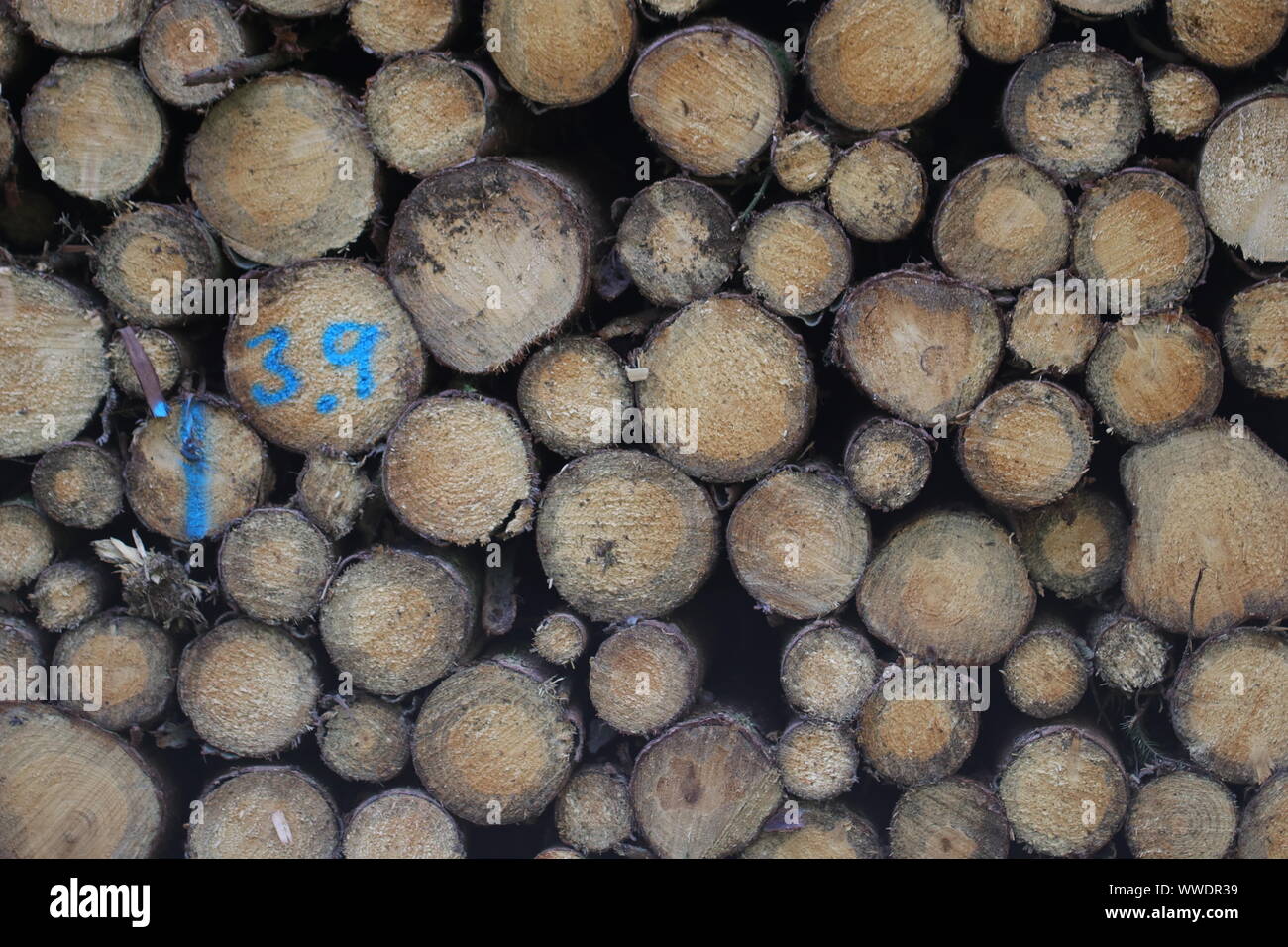 Mining coniferous timber, timber in the Steigerwald Stock Photo - Alamy