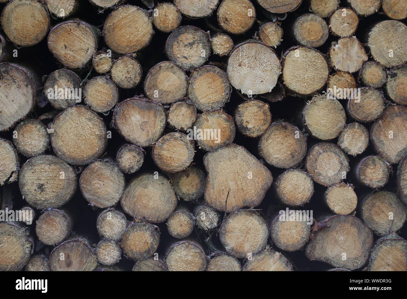 Mining coniferous timber, timber in the Steigerwald Stock Photo - Alamy