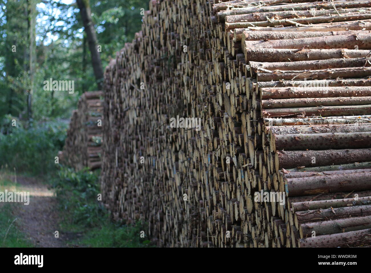 Mining coniferous timber, timber in the Steigerwald Stock Photo - Alamy