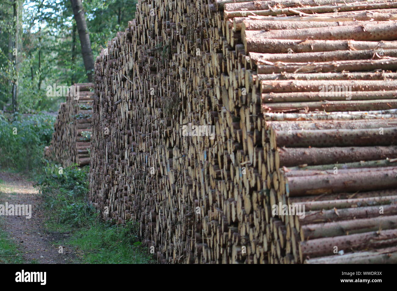 Mining coniferous timber, timber in the Steigerwald Stock Photo - Alamy