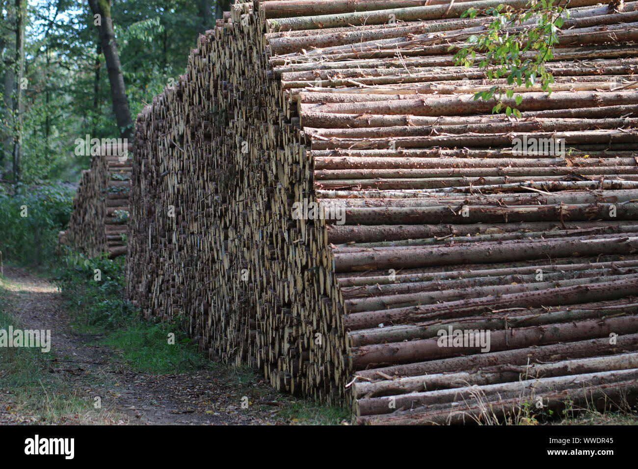 Mining coniferous timber, timber in the Steigerwald Stock Photo - Alamy