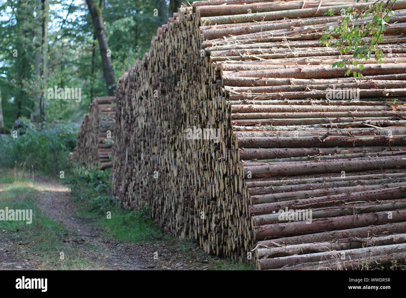Mining coniferous timber, timber in the Steigerwald Stock Photo - Alamy