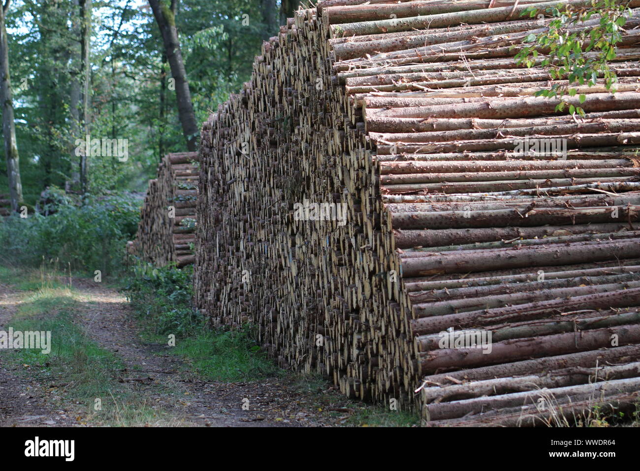 Mining coniferous timber, timber in the Steigerwald Stock Photo - Alamy