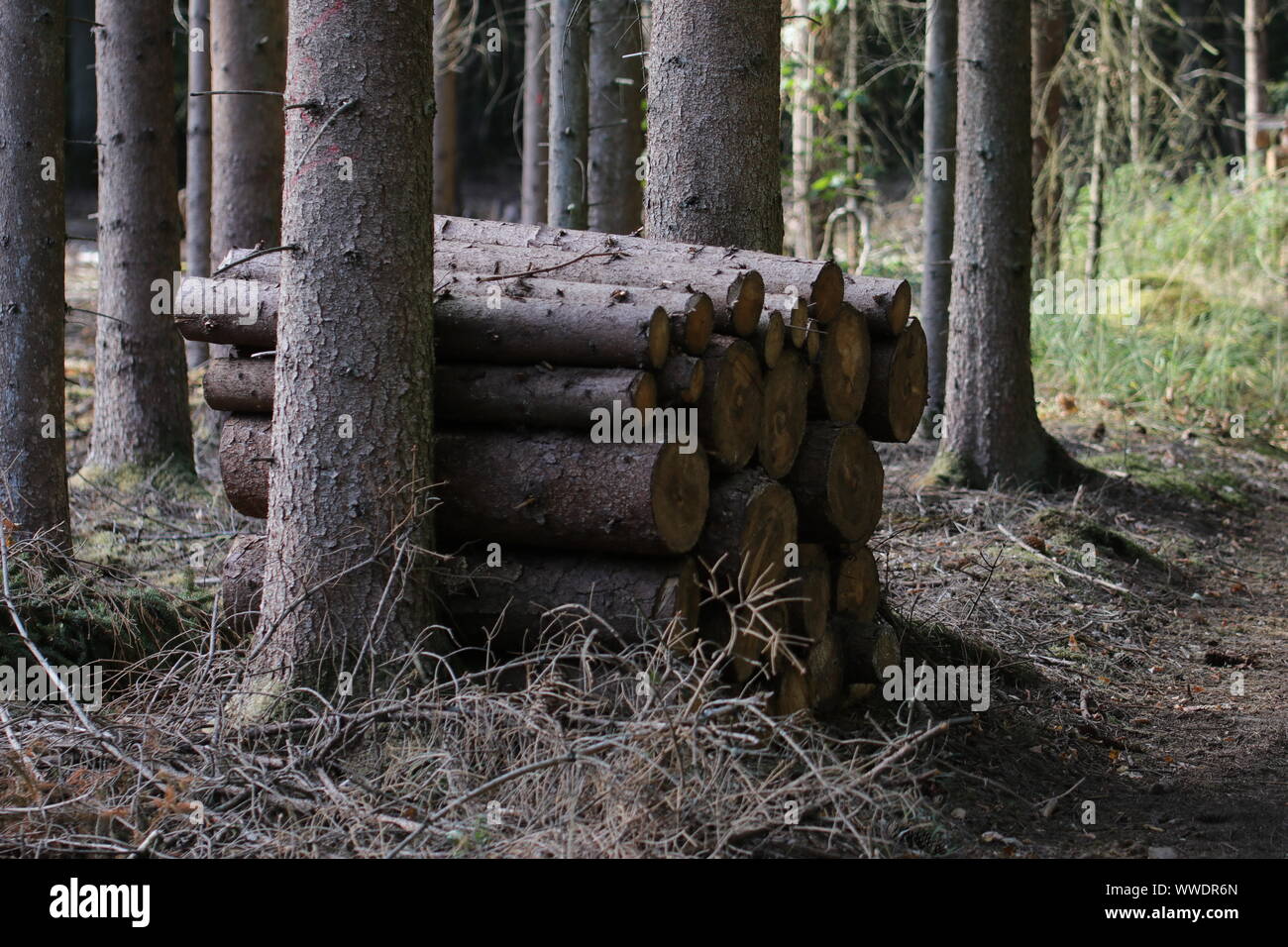 Mining coniferous timber, timber in the Steigerwald Stock Photo - Alamy