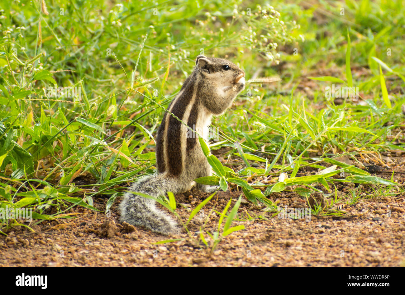 Three stripe squirrel hi-res stock photography and images - Alamy