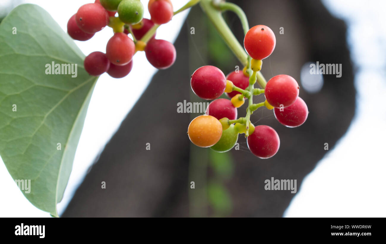Wild berries at a heritage site Stock Photo - Alamy