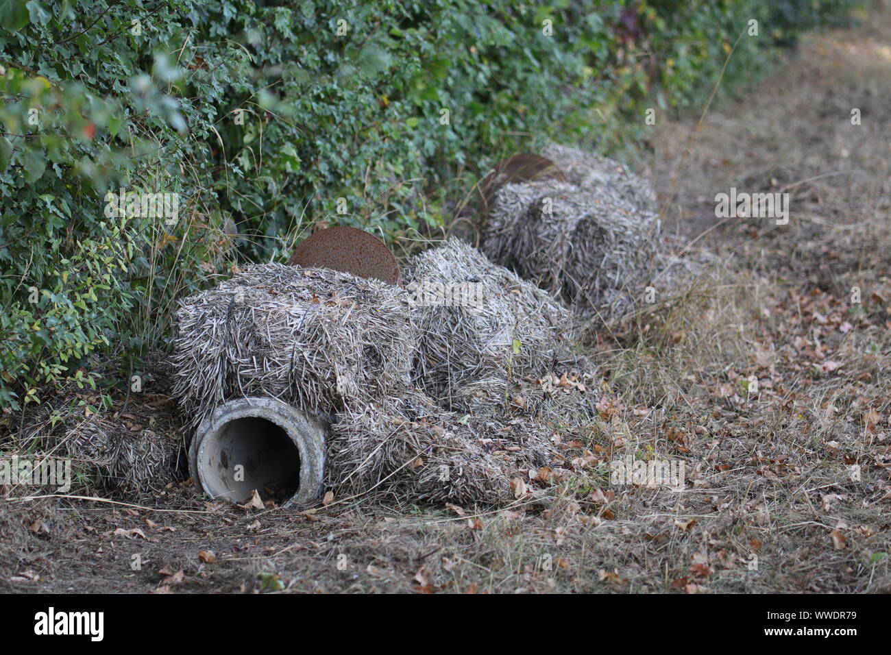 Fox trap hi-res stock photography and images - Alamy