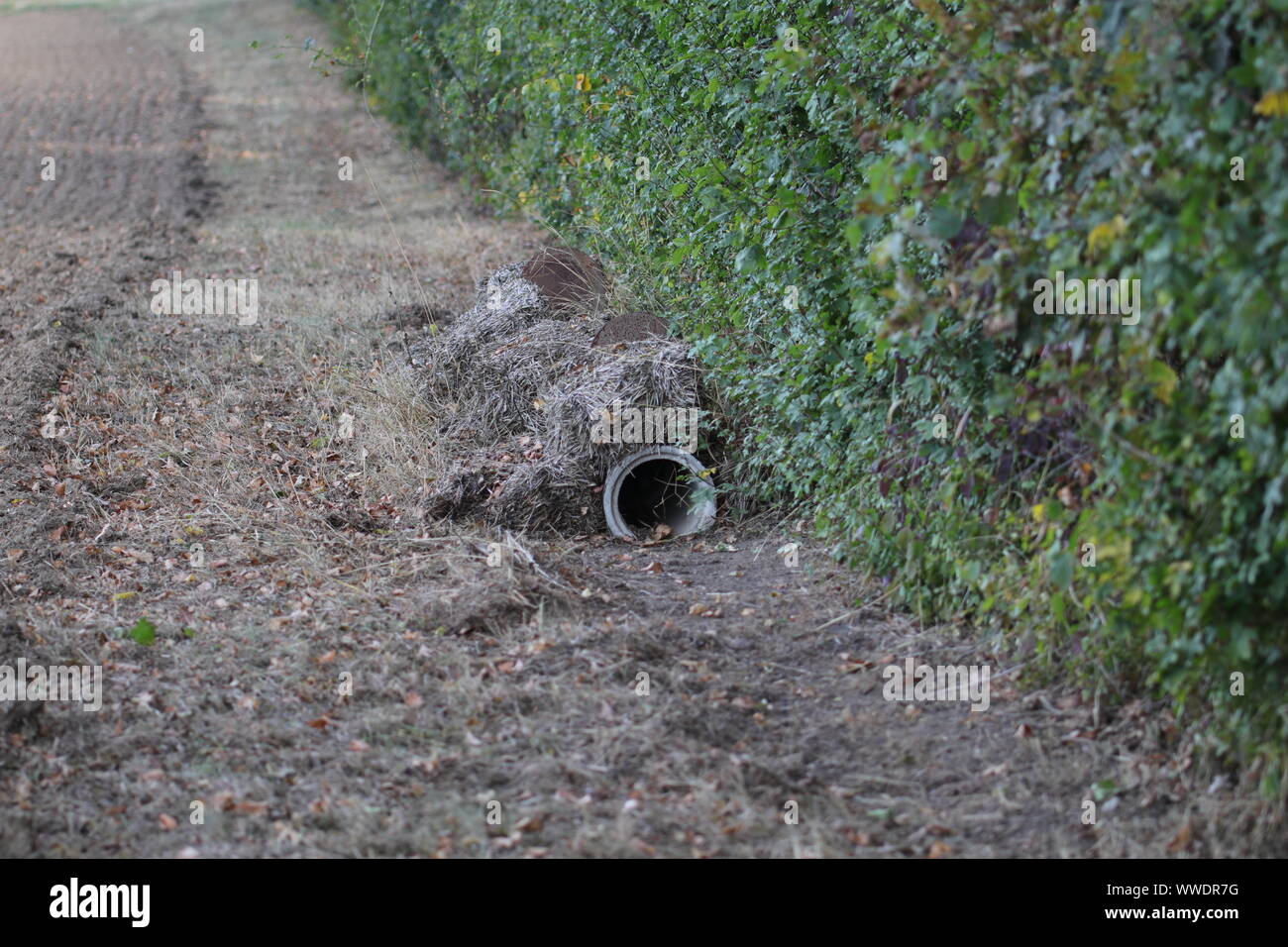 Animal trap forest hi-res stock photography and images - Alamy