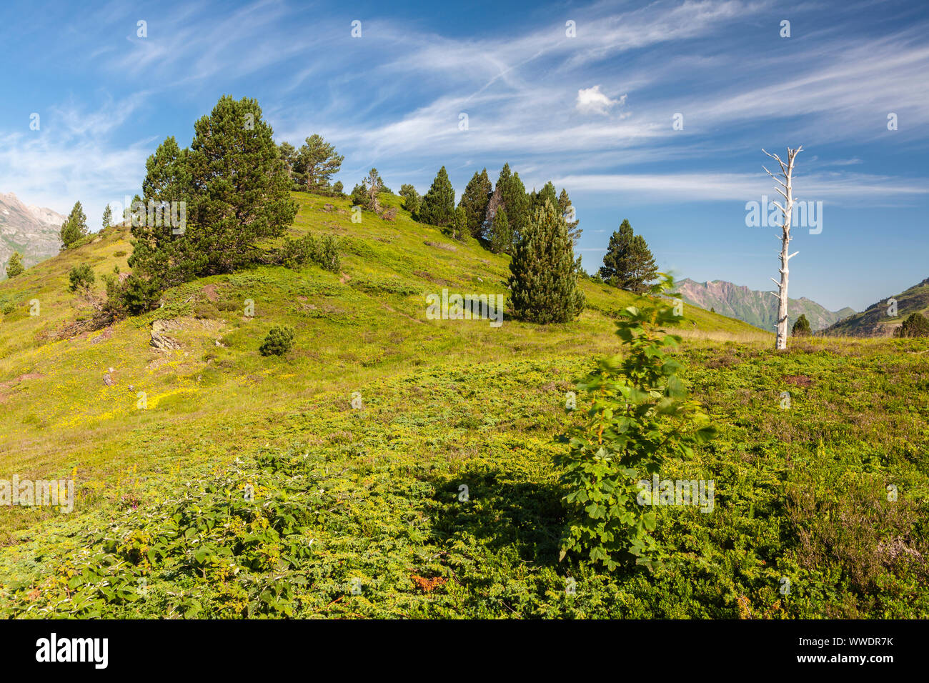 Candanchu tree hi-res stock photography and images - Alamy