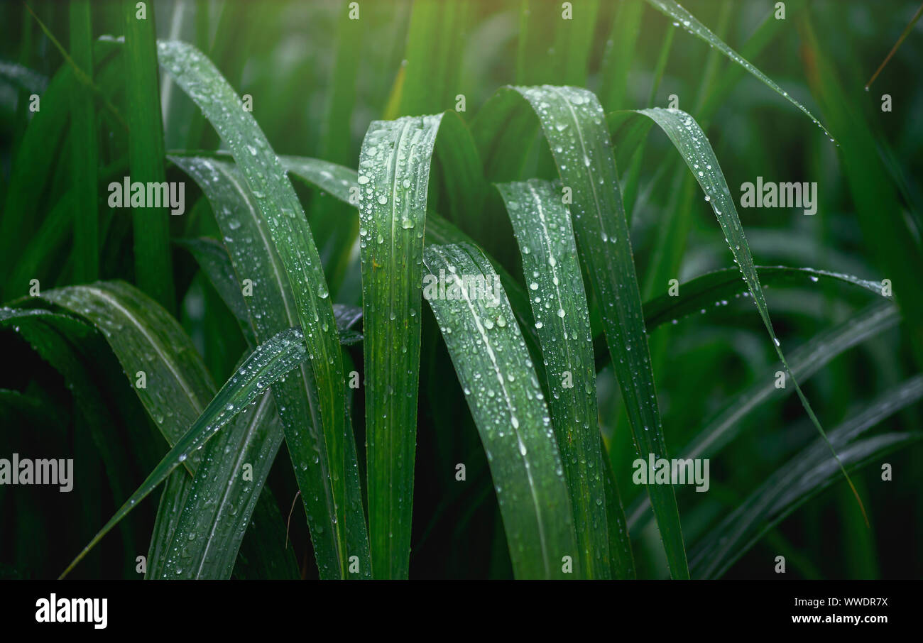 Water drops on fresh green leaf. Close Up Green cane leaf after raining ...