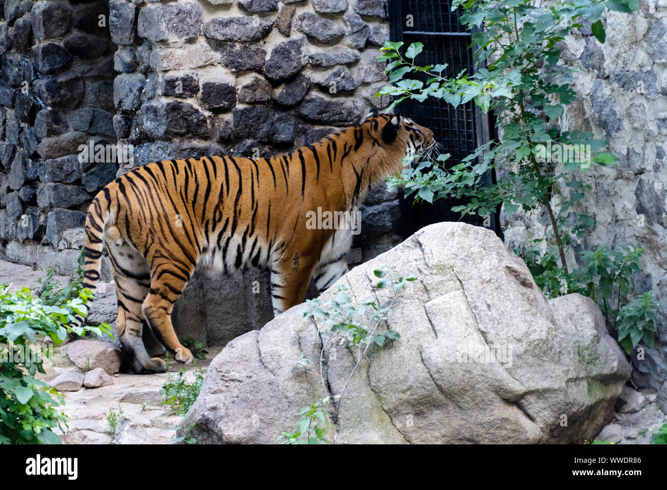 Panthera tigris altaica, also known as the Amur tiger Stock Photo - Alamy