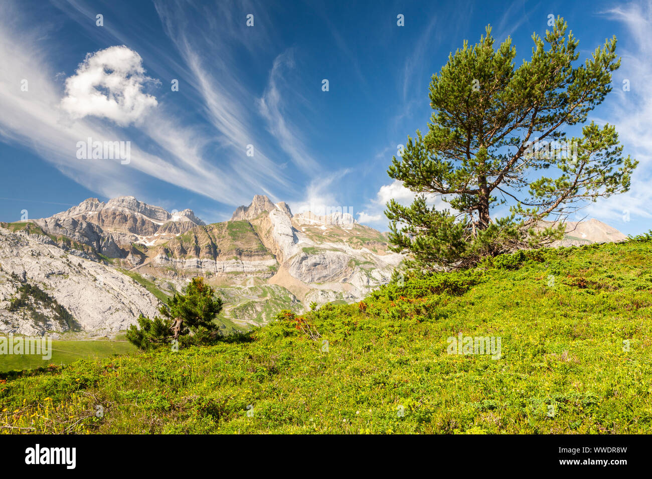 Candanchu tree hi-res stock photography and images - Alamy