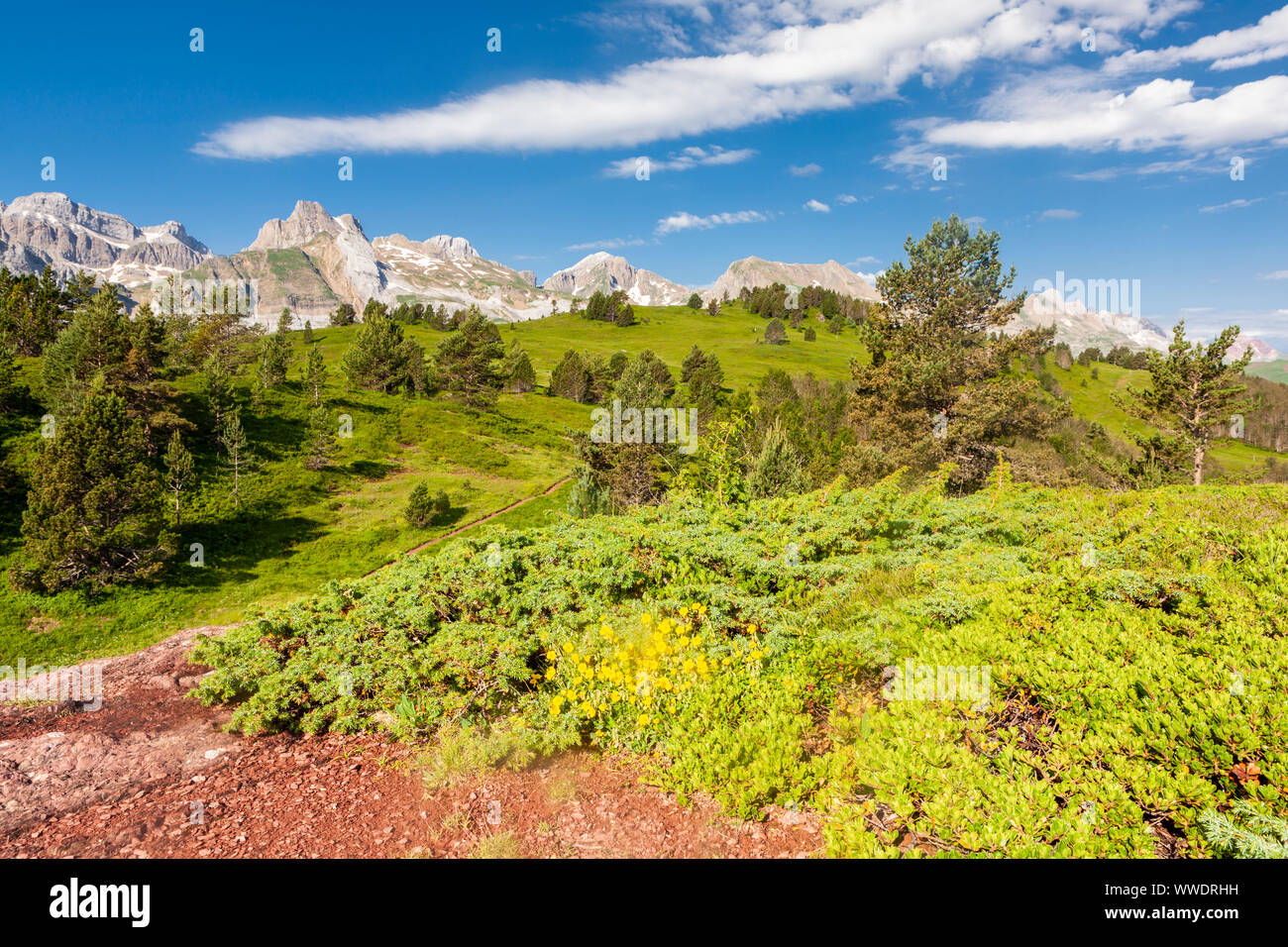 Candanchu tree hi-res stock photography and images - Alamy
